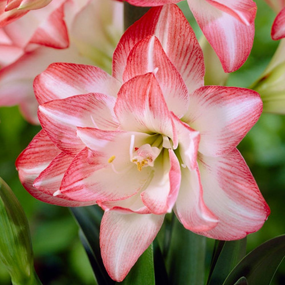 Blossom_Peacock_Hippeastrum1_1200x1200.jpg?v=1690877673