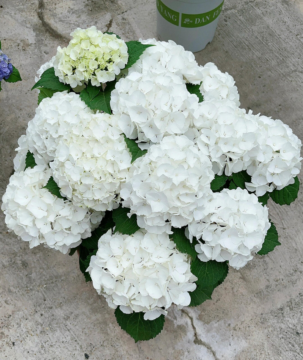 Premium Hydrangea Seeds for Beautiful and Lush Garden Blooms——White