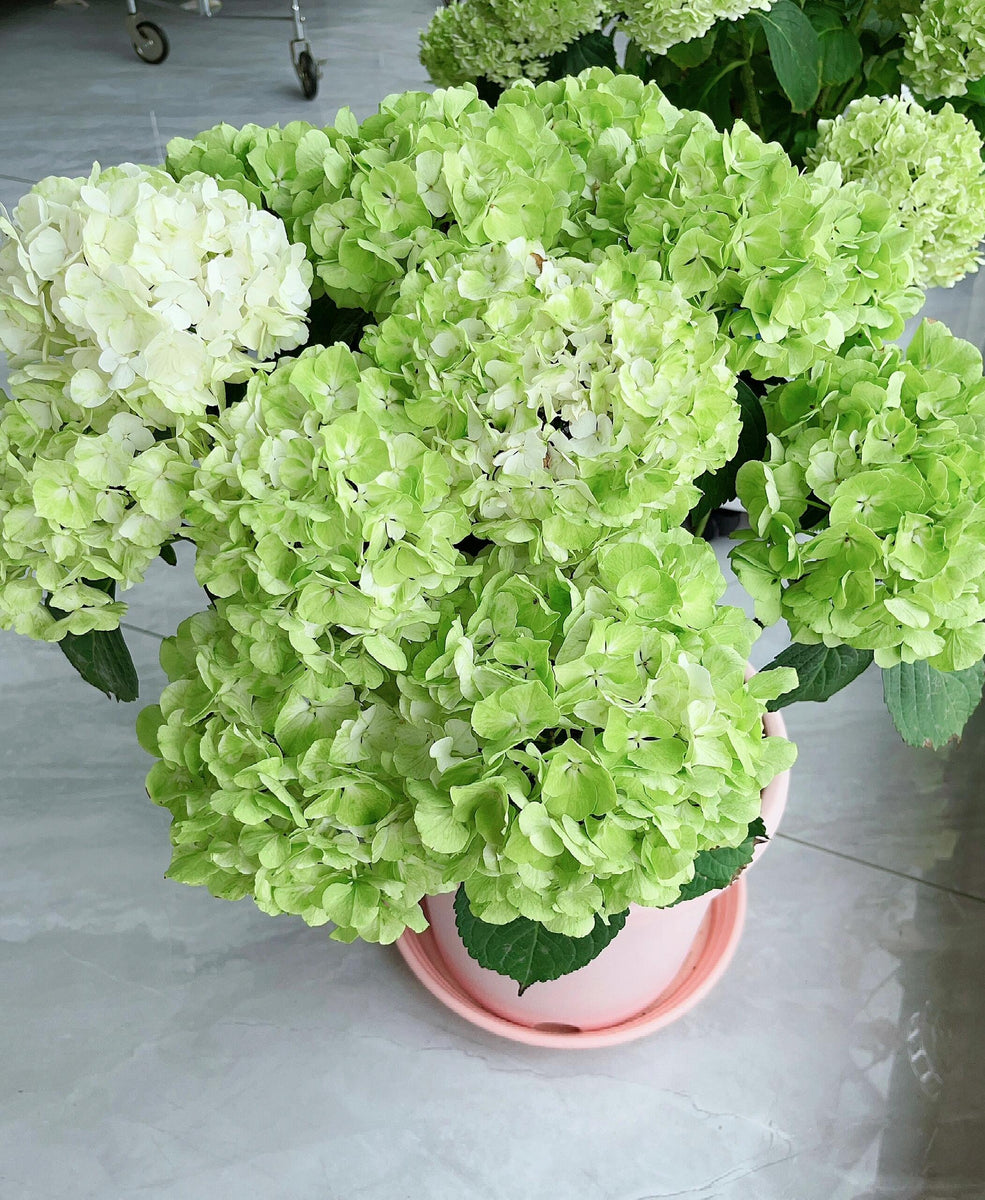 Premium Hydrangea Seeds for Beautiful and Lush Garden Blooms——Green