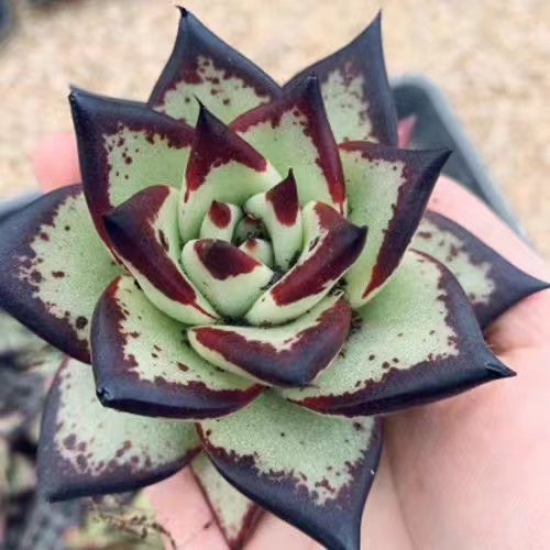 Echeveria agavoides ebony, Rare Succulent, Variegated Plant, Dark Black Echeveria, Rosette Shape ...